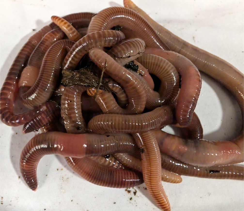 Dendrobaena Worms – Letchworth Bait Service